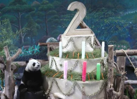 Lin Ping's second birthday - Giant Panda Global