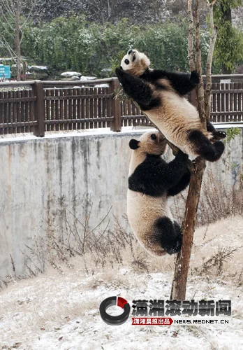 Let it snow - Giant Panda Global