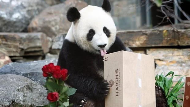 Funi & Wang Wang are getting ready for their breeding season - Giant ...