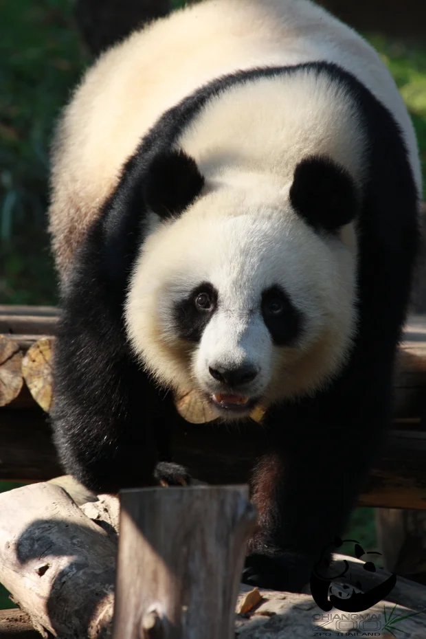 Countdown for Lin Ping in Thailand - Giant Panda Global